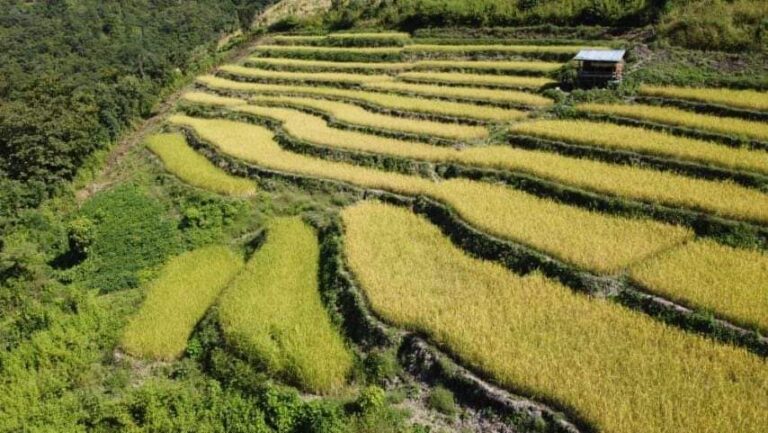 Home : Community Agency For Rural Development